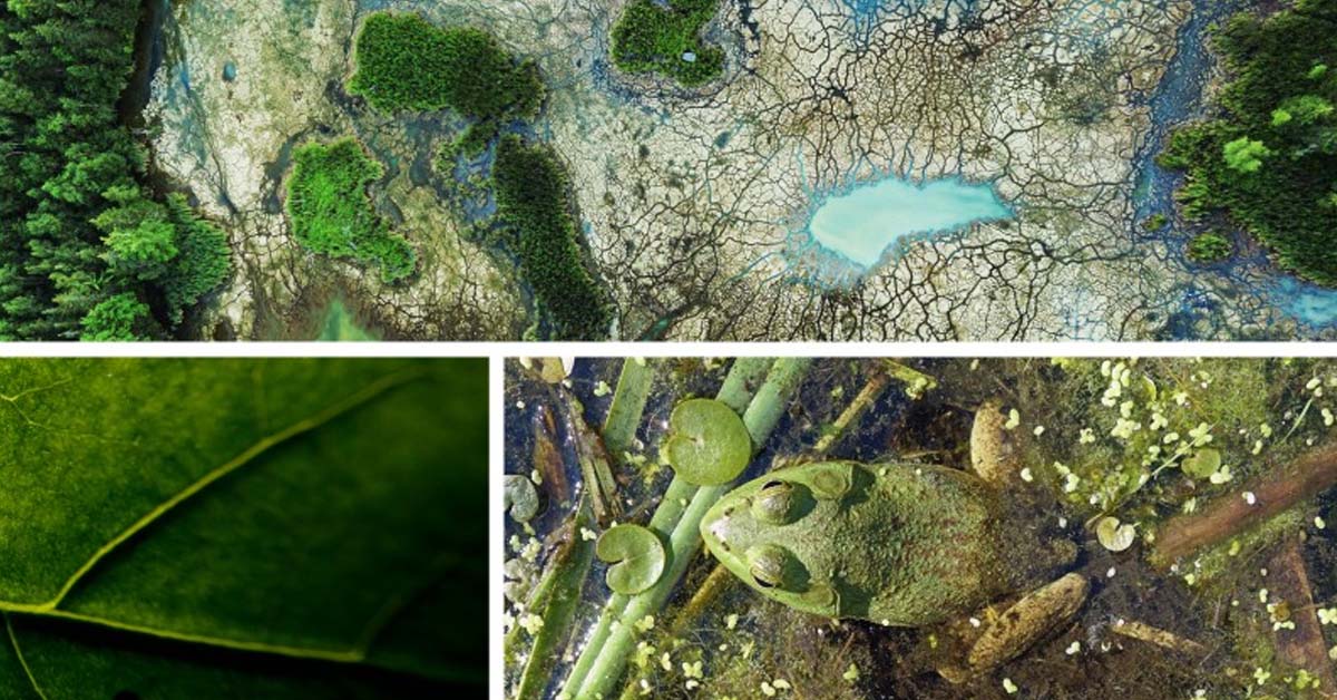 What's Buzzing Centering Agroecology in the Conservation of ... What's Buzzing Centering Agroecology in the Conservation of ...