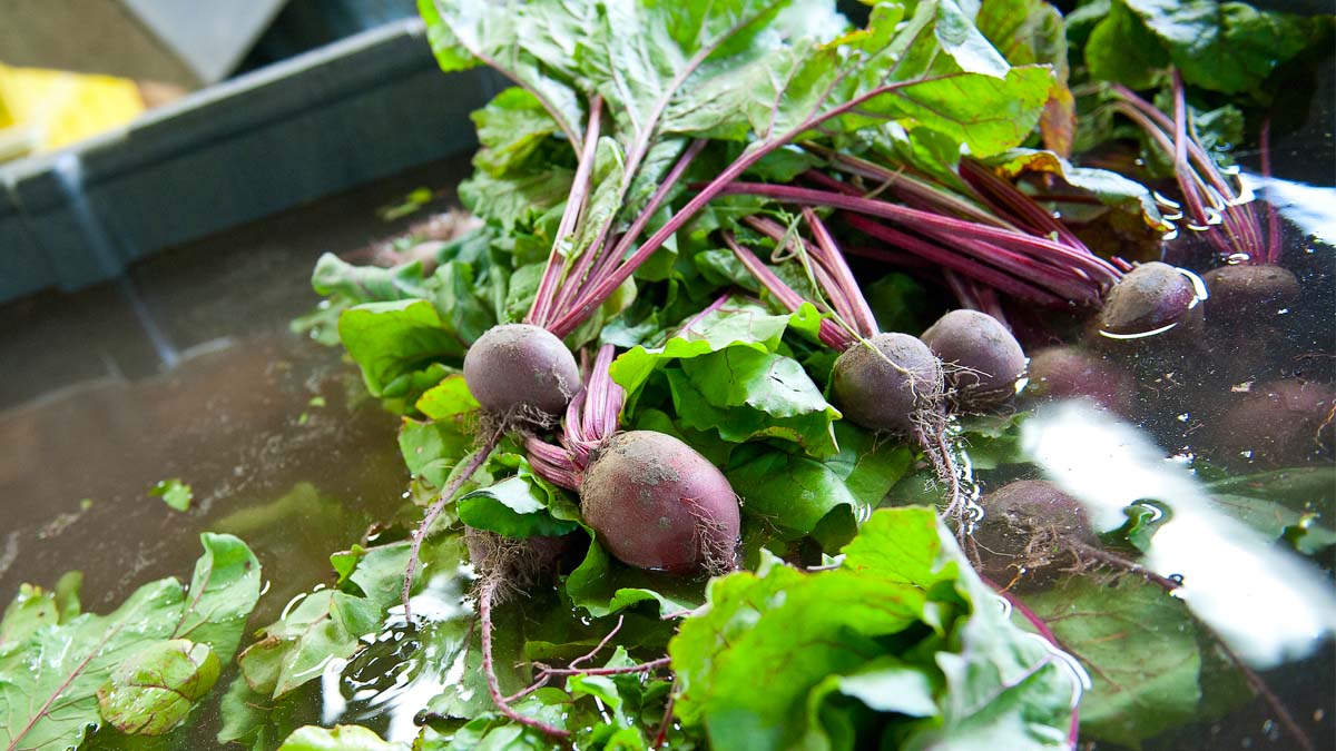 What's Buzzing Community Accreditation for Produce Safety Program Receives Grant