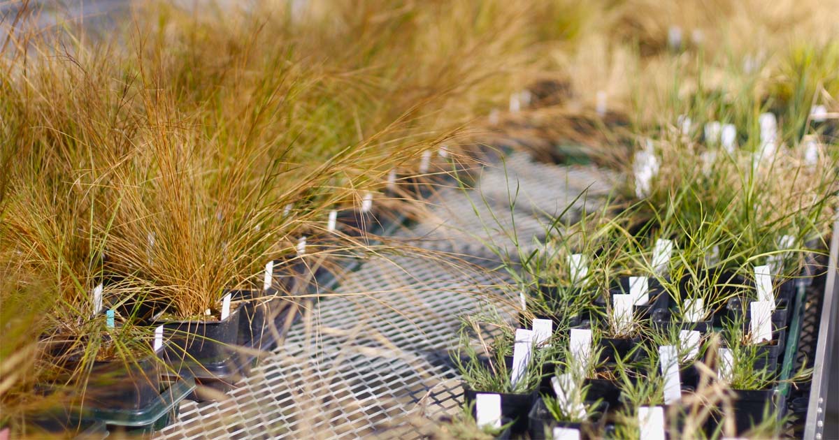 What's Buzzing ArchivePlant Biology Biofuel Research Funded