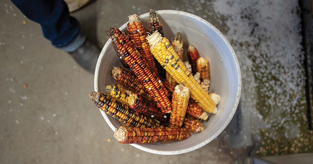 What's Buzzing Corn Research Benefits Farmers, Processors, Markets