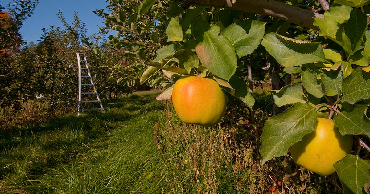 What's Buzzing ArchiveApple Sales Begin at the UVM Horticulture Farm