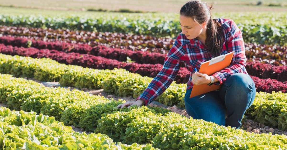 What's Buzzing NECAFS Receives Funding for Produce Safety Research ...