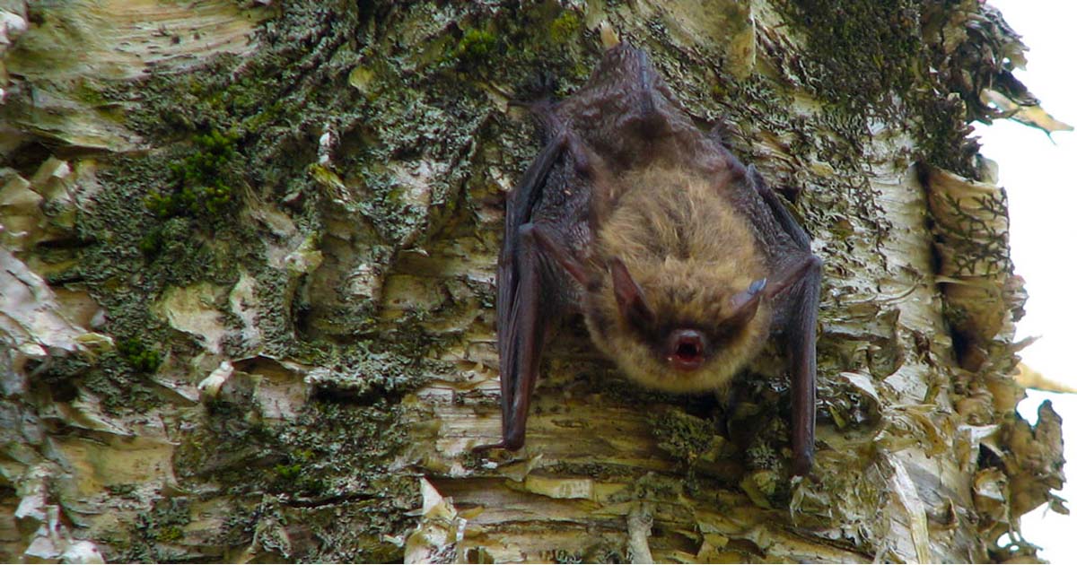 What's Buzzing Bat Ticks Discovered in Vermont by UVM Entomologists