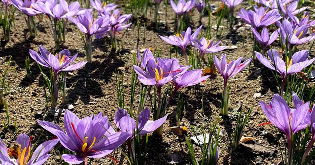 What's Buzzing The March Growing and Selling Saffron Workshop