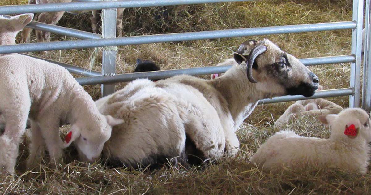 What's Buzzing ArchiveThe 2022 Vermont Sheep and Goat Clinic