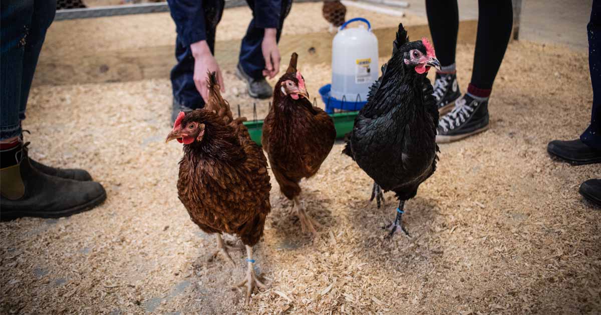 What's Buzzing ArchiveASCI Students Test Paprika and Marigold ...