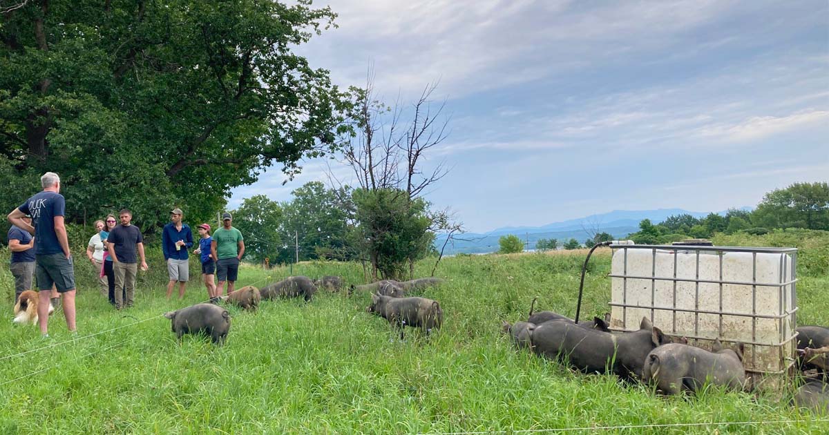What's Buzzing Extension Farm Viability Peer-to-Peer Meets at Pigasus Farm