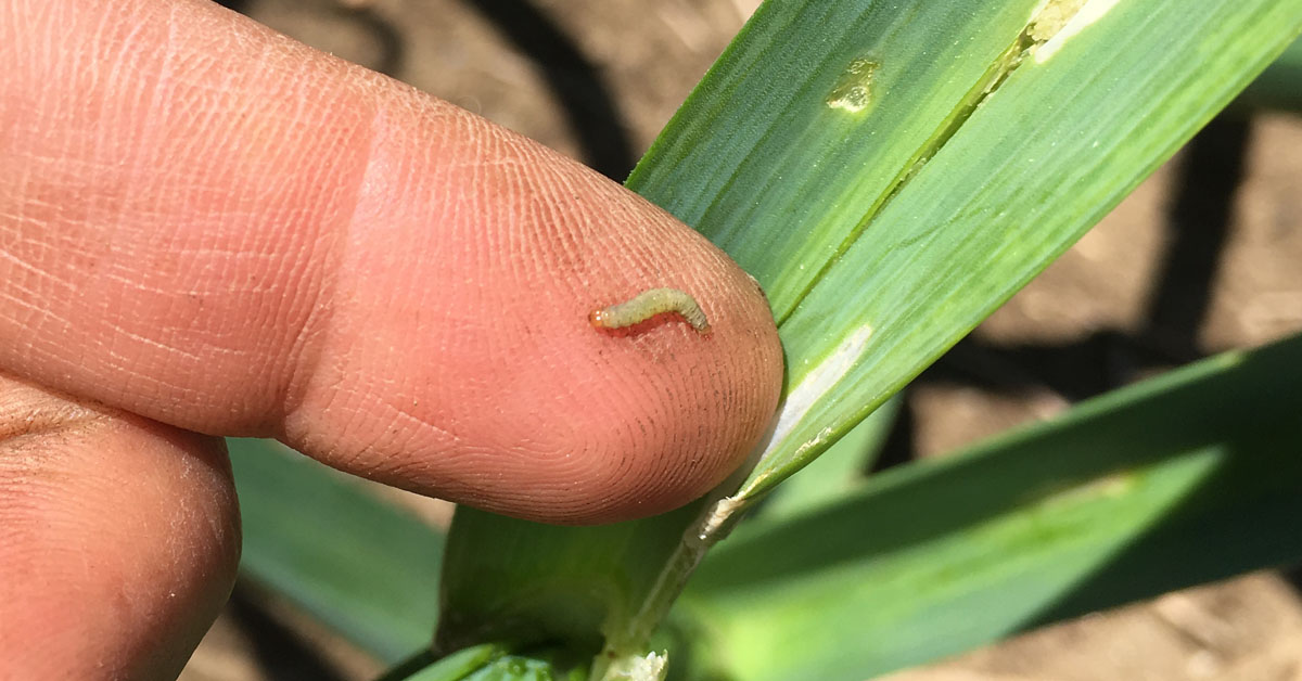 What's Buzzing New Leek Moth Information Center Provides Pest ...