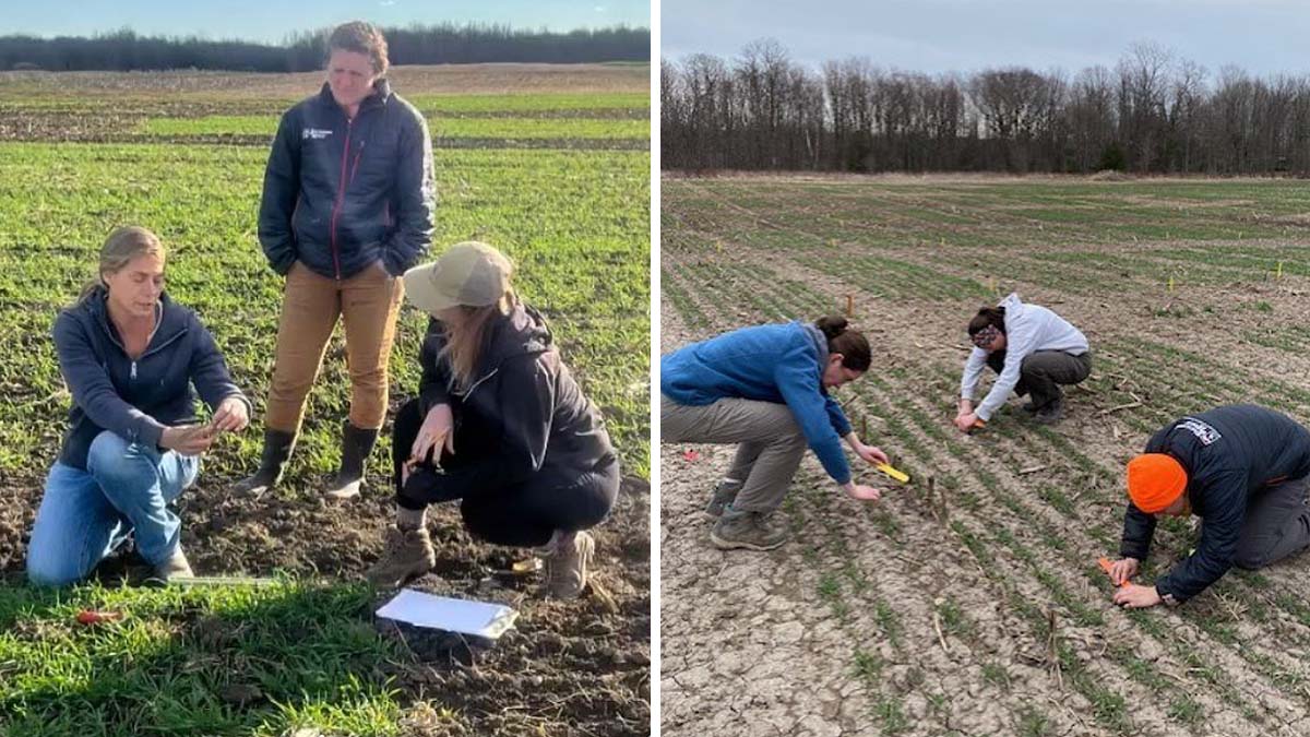 What's Buzzing Northwest Crops and Soils Team Reports on Winter Grain ...
