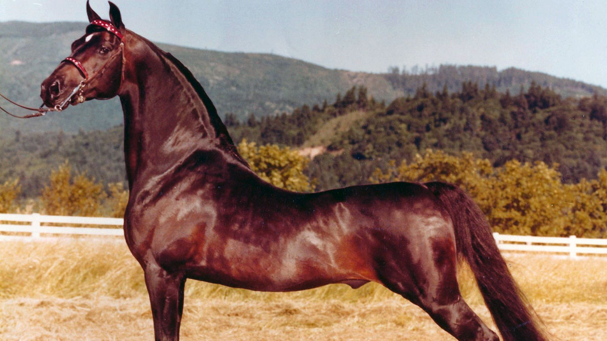 What's Buzzing ArchiveEquine Reproduction Advancement Gives Hope for ...