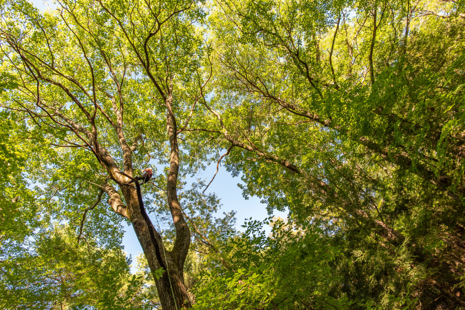 CAS Summer Internship Funding – CAS Office of Experiential Learning and ...