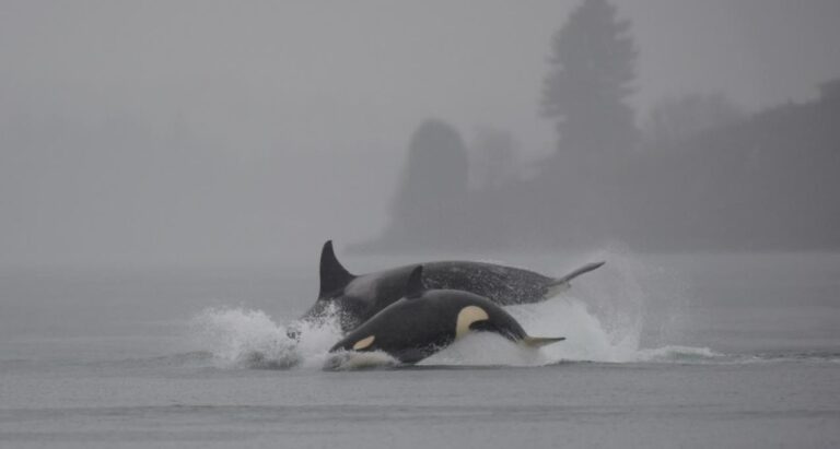 3 Biodiversity in the Puget Sound | Environmental Problem Solving in an ...